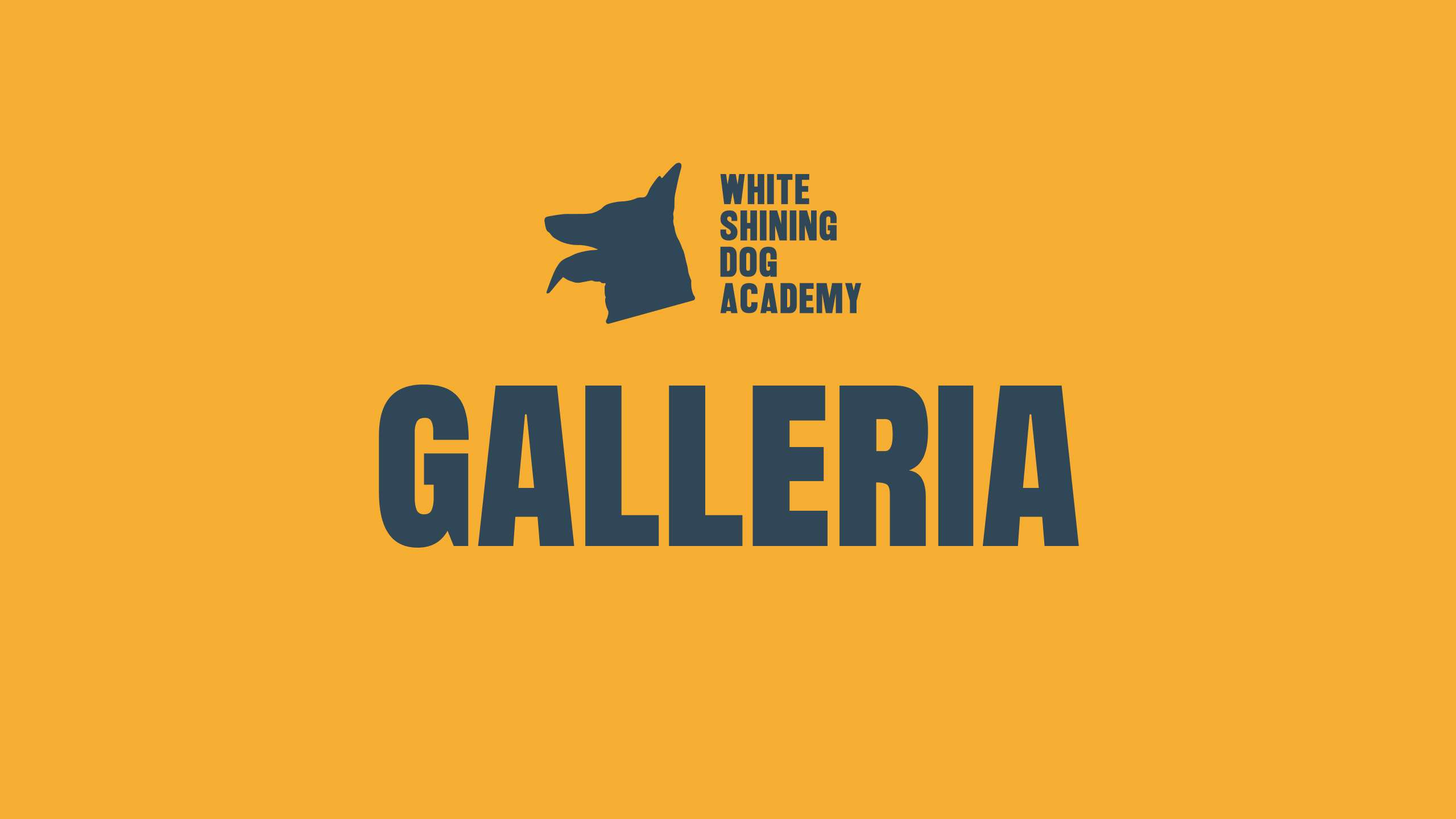 Galleria - White Shining Dog Academy